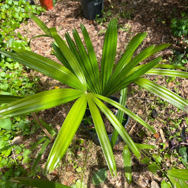 Lady Palm - Etsy