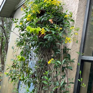 Butterfly Vine - Mascagnia Macropteria - Etsy