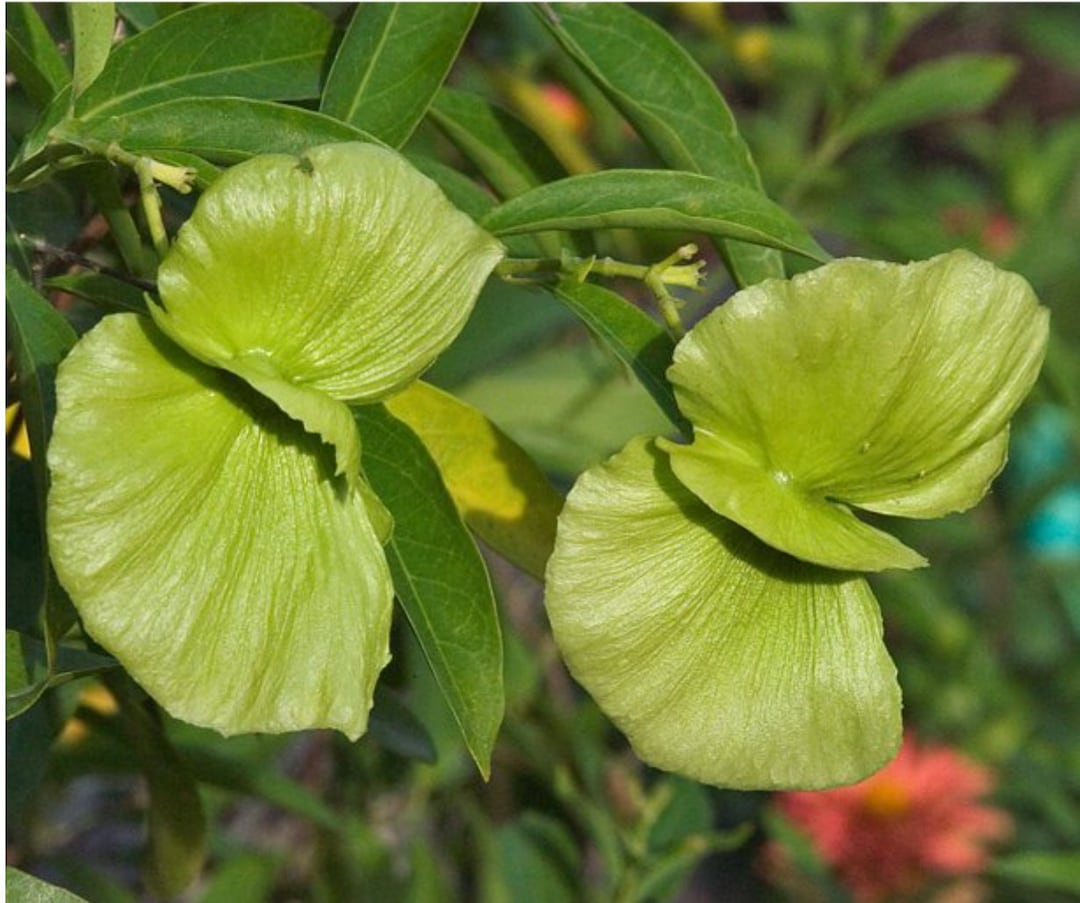 Butterfly Vine - Mascagnia Macropteria - Etsy