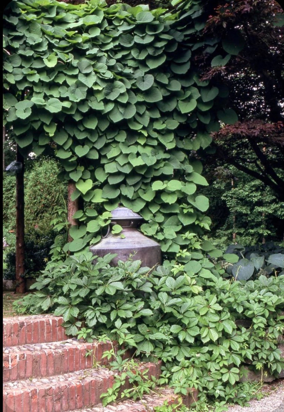 Dutchman's Pipevine Seeds--free Shipping - Etsy