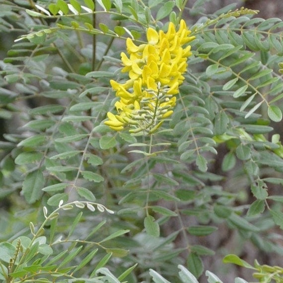 Golden Necklace Pod Small Plant Plus Seeds - Etsy