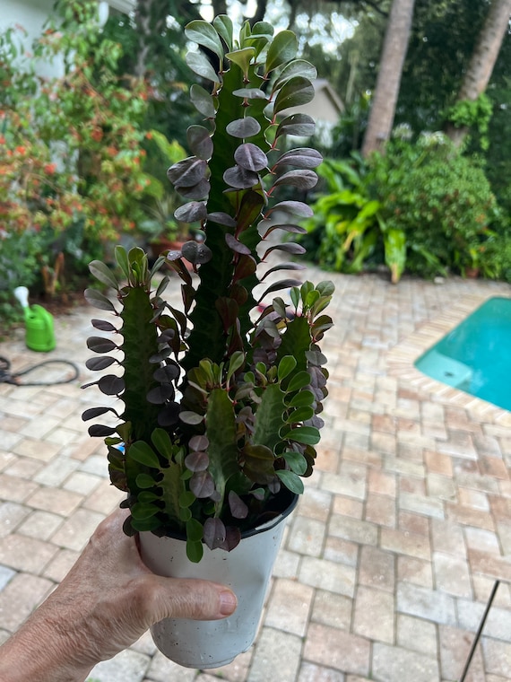 African Milk Cactus/euphorbia - Etsy