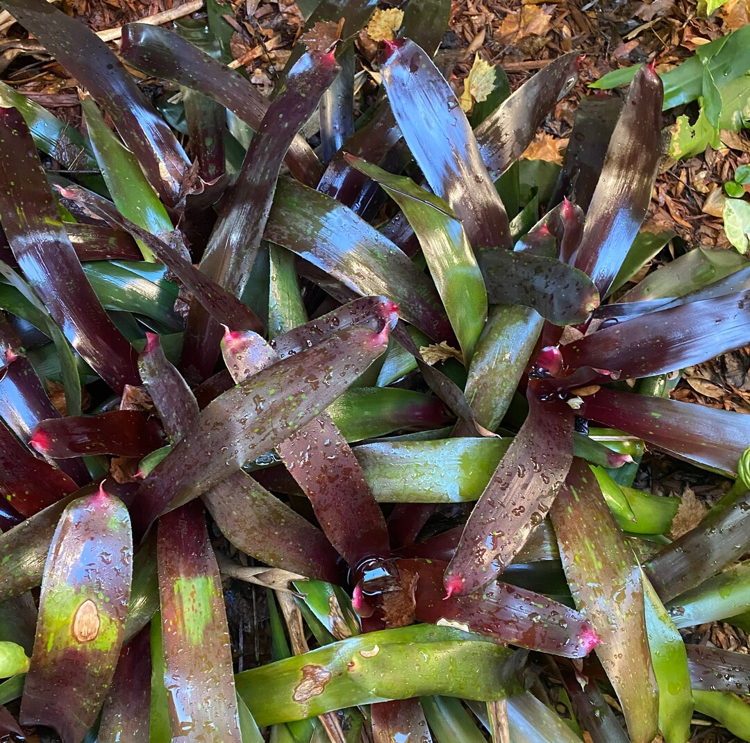 Bromeliad "royal Burgundy" Neoregelia - Etsy