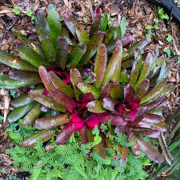 Neoregelia - Etsy