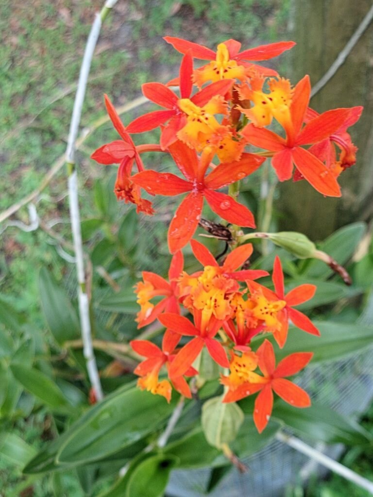 Orange Reed Orchid Red Stemmed Epidendrum - Etsy