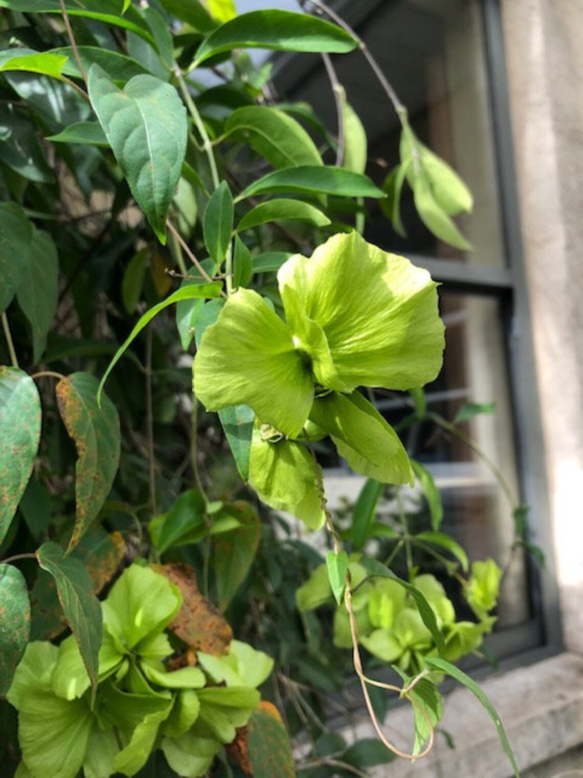 Butterfly Vine - Mascagnia Macropteria - Etsy