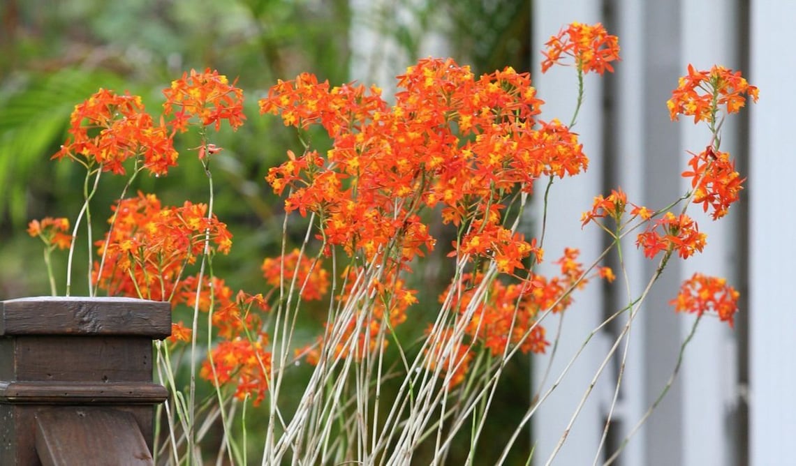 Orange Reed Orchid Red Stemmed Epidendrum - Etsy