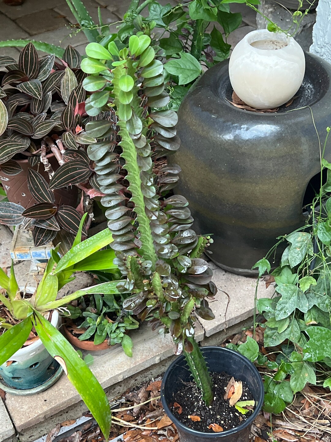 African Milk Cactus/euphorbia - Etsy