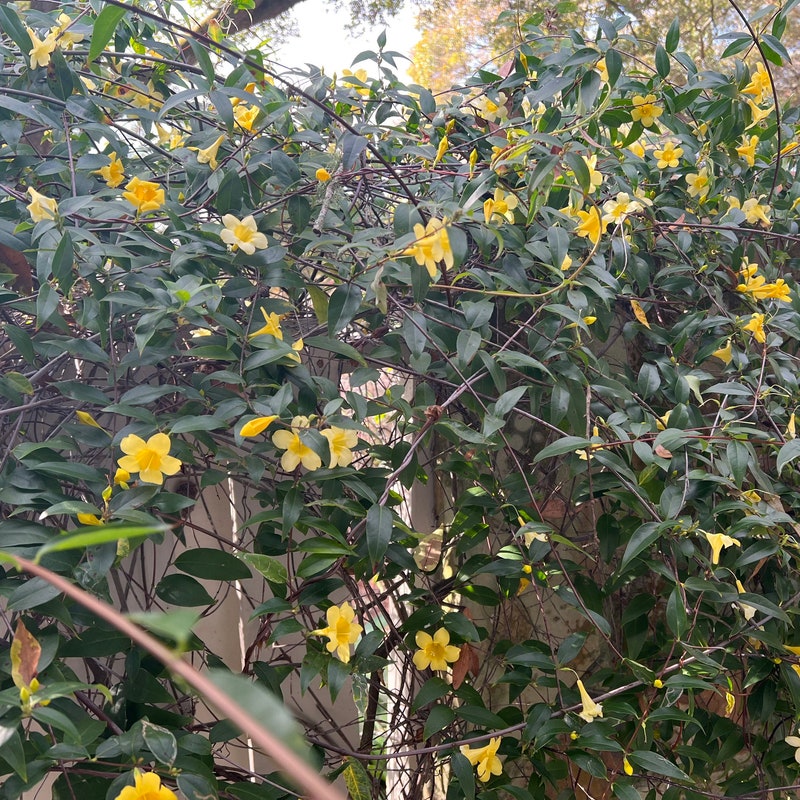 Winter Jasmine Plant - Etsy