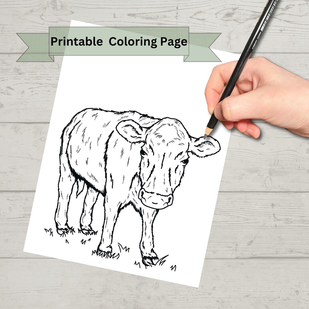Printable Calf Coloring Page , Baby Steer , Cow Kids Coloring Page - Etsy