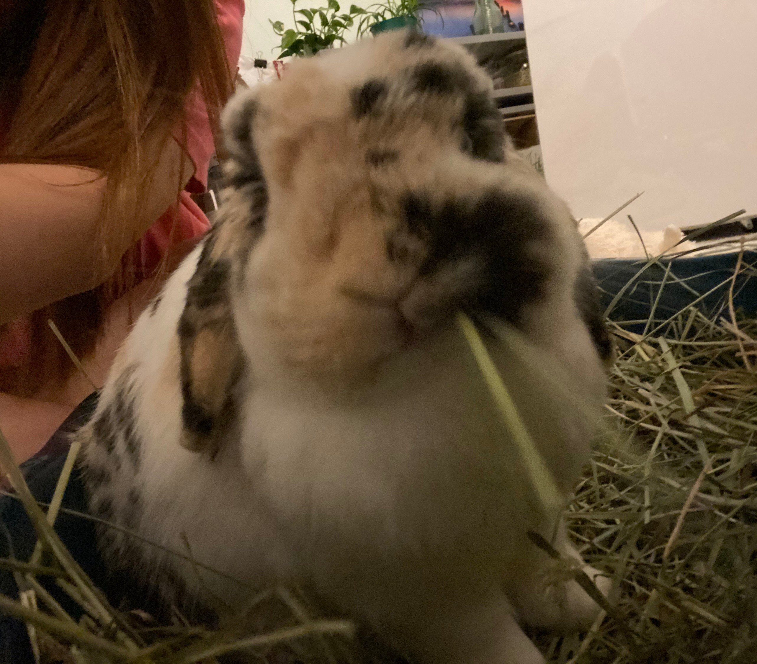 all-natural-rabbit-bunny-poop-manure-plant-fertilizer-etsy