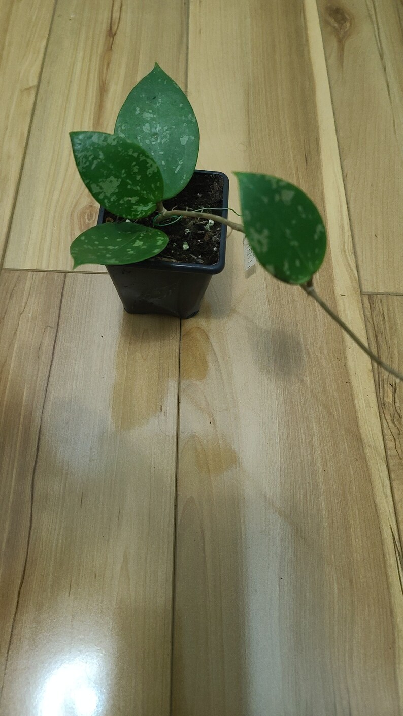 Hoya Aida ale2 Rooted Cuttings - Etsy