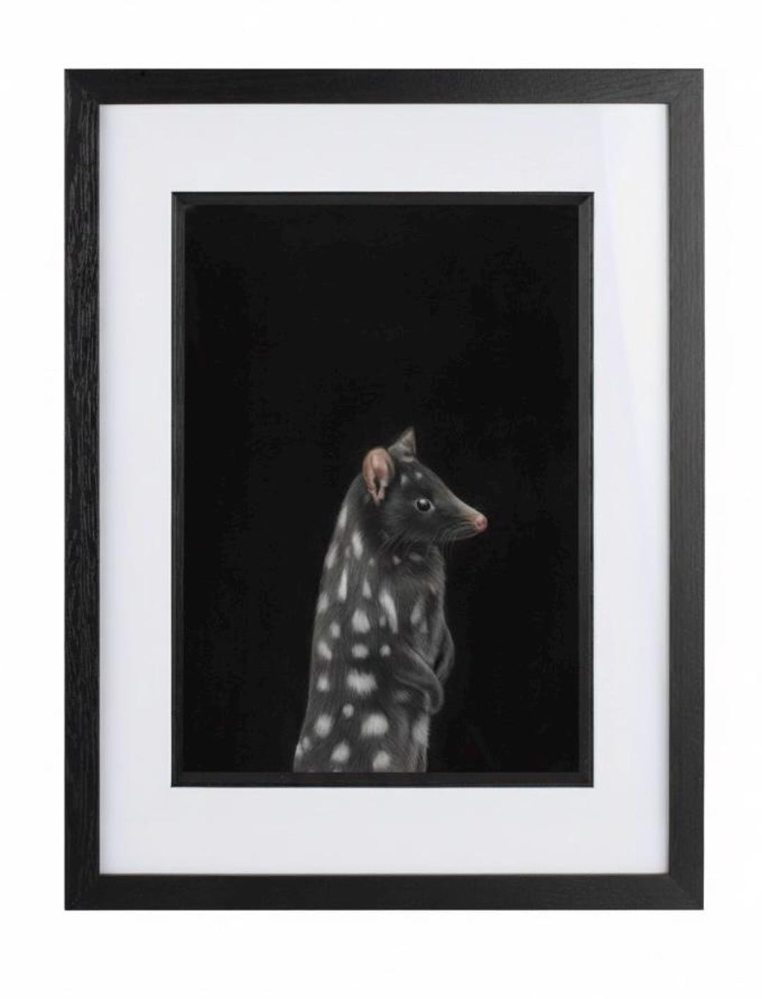 Quoll Original Pencil Drawing - Etsy Australia