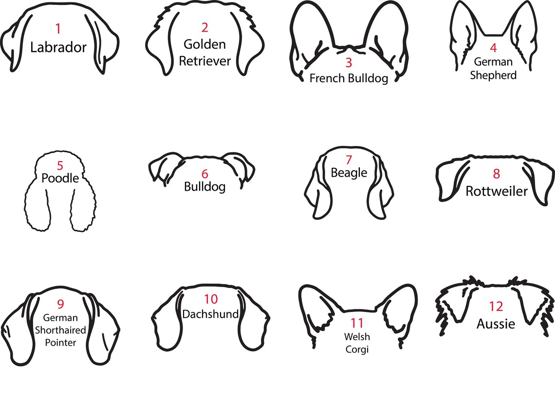 Custom Dog Ear Sweatshirt Pet Name Dog Tee Pet Line - Etsy