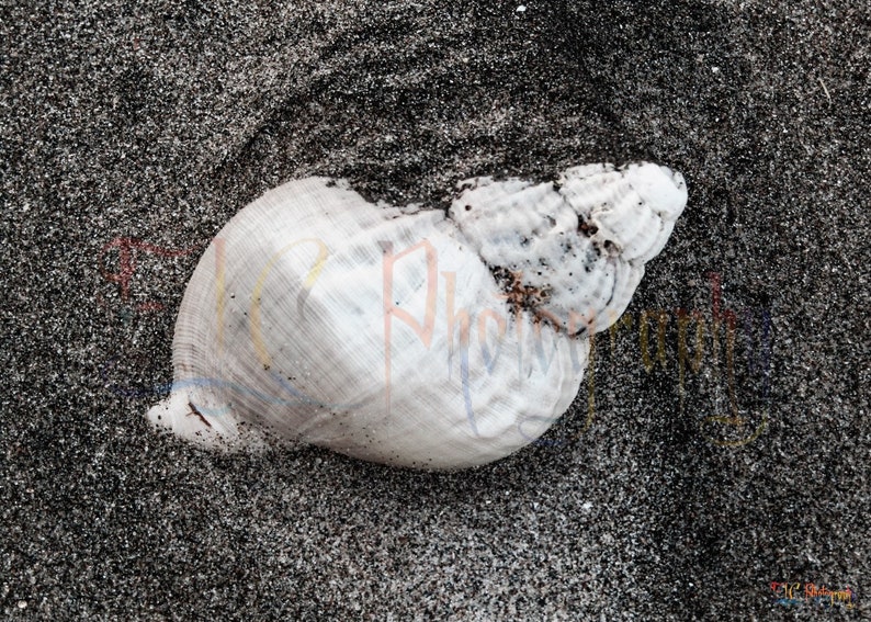 Common Whelk Seashell - Shells, Beach, Seaside, Sand, Blackandwhite ...