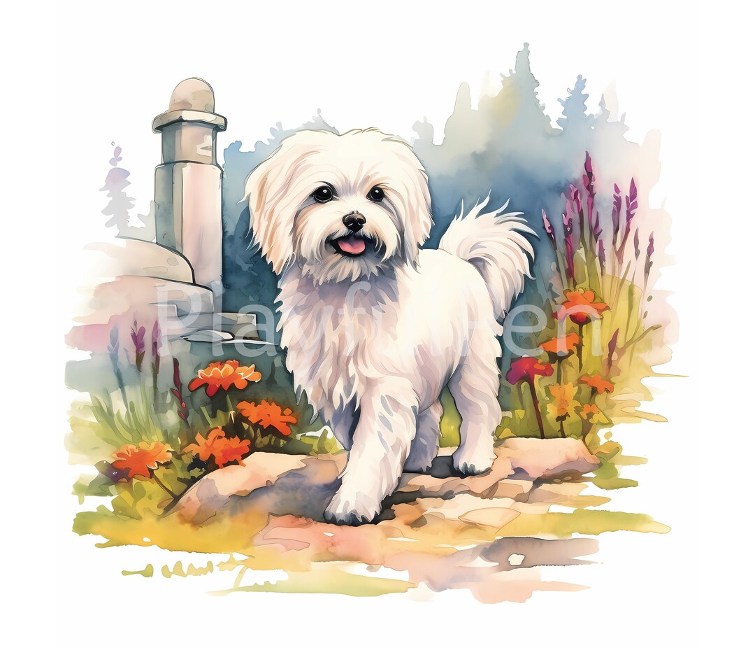 Maltese Dog Clipart 9 High Quality JPG Printable Dog Puppy - Etsy