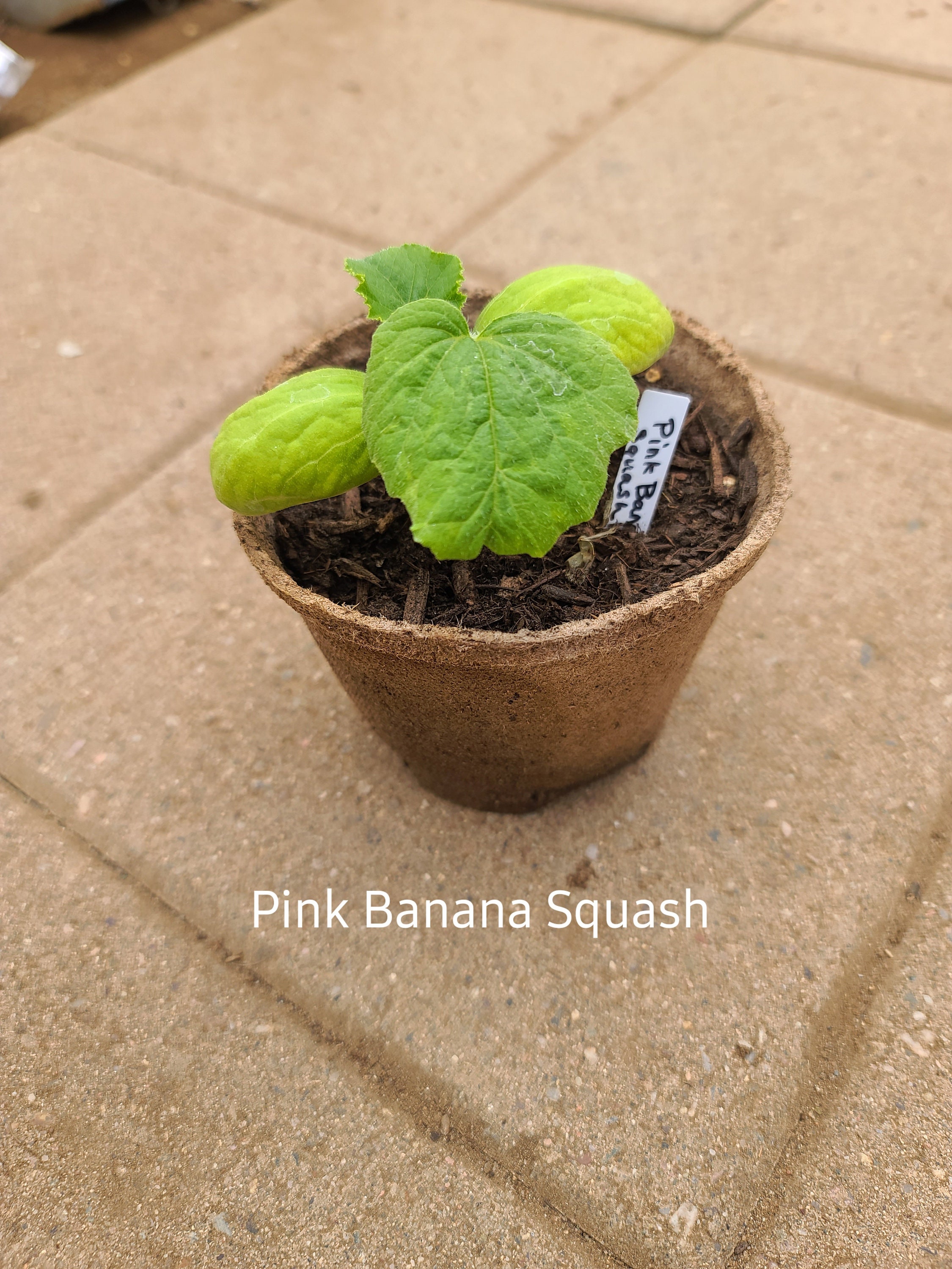 Pink Banana Squash Organic 4-inch pot Heirloom Craft Supplies & Tools ...