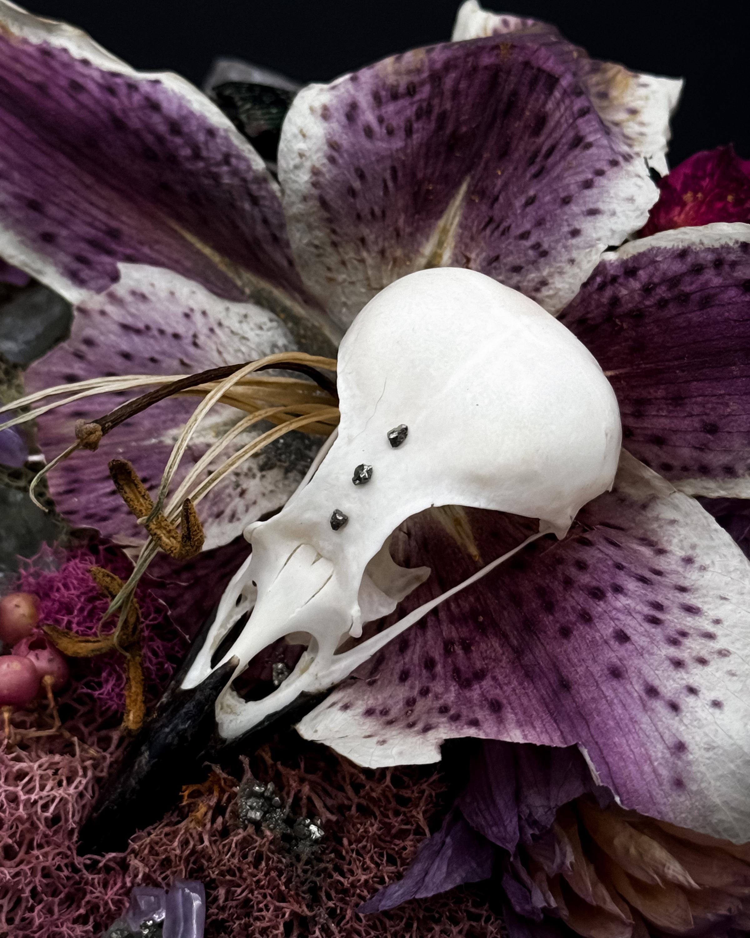 Local Pick Up/drop off Only - Magpie Crow Skull, Sphingnotus Insignis ...