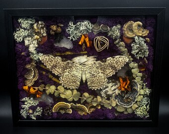 Shadow Box Moth - Etsy