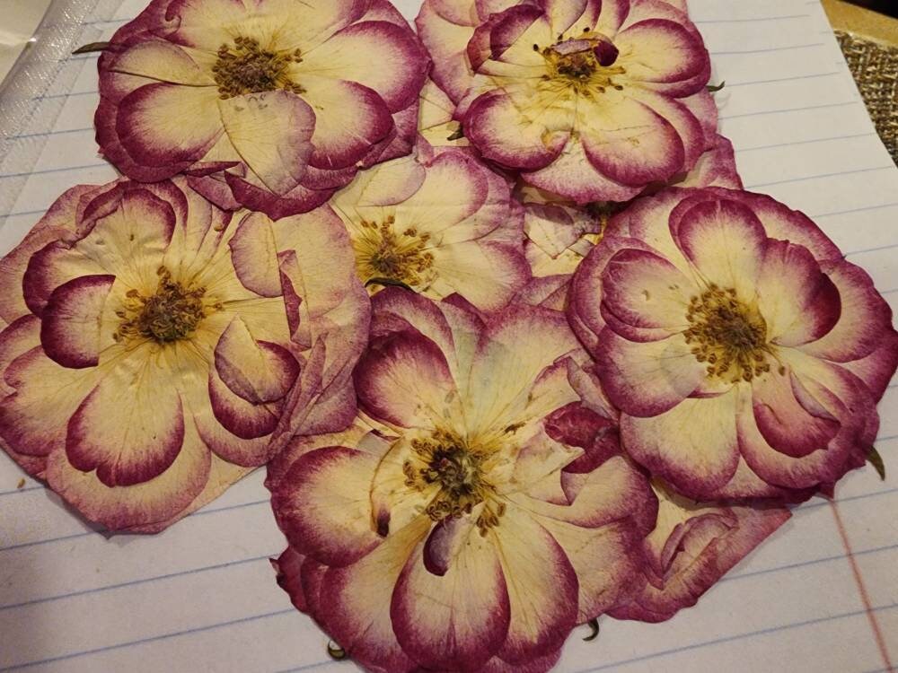 Fusia/white Pressed Roses for Resin Crafts & More set of 6 - Etsy