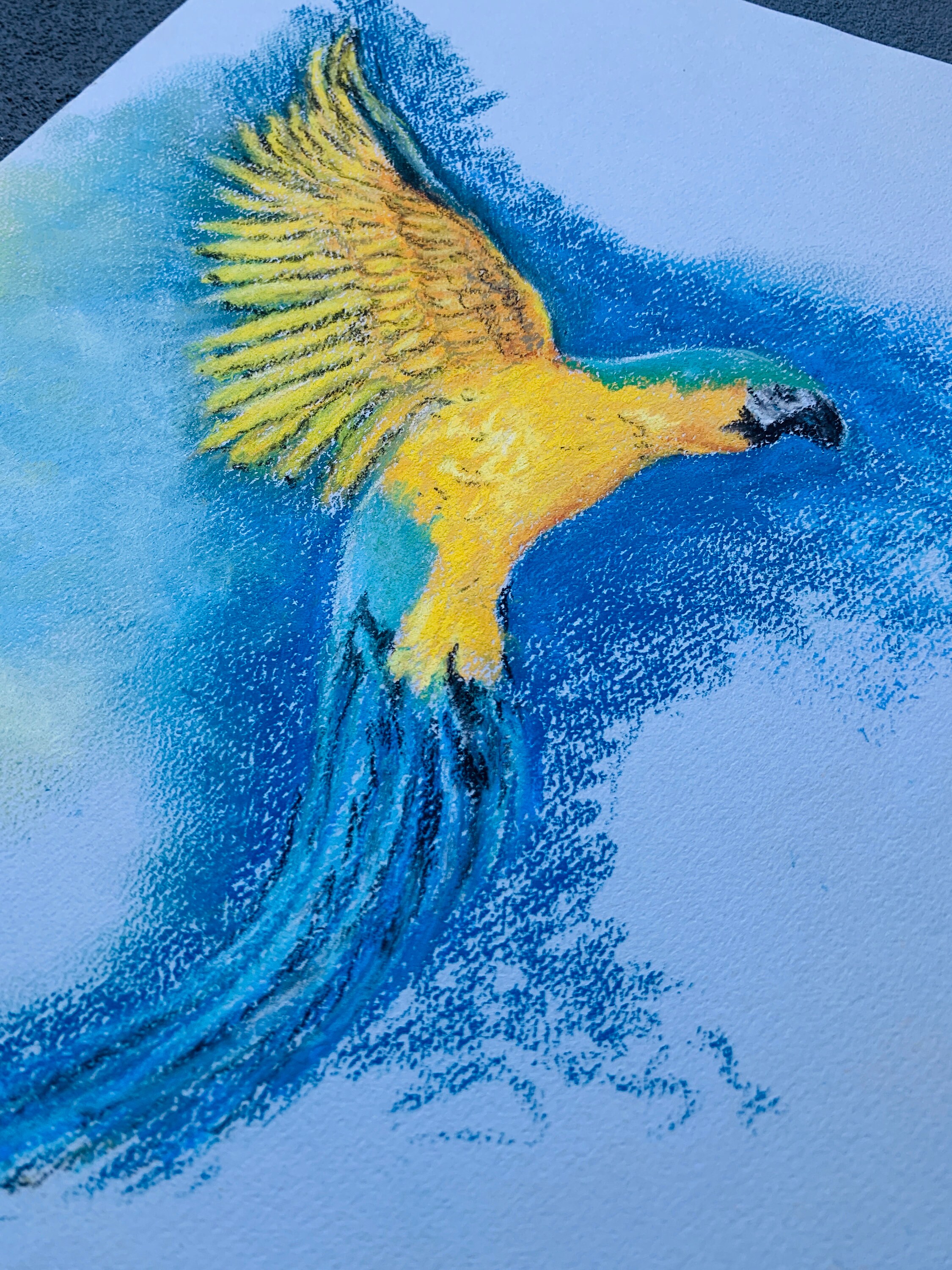 Pastel Art - Parrot - Etsy