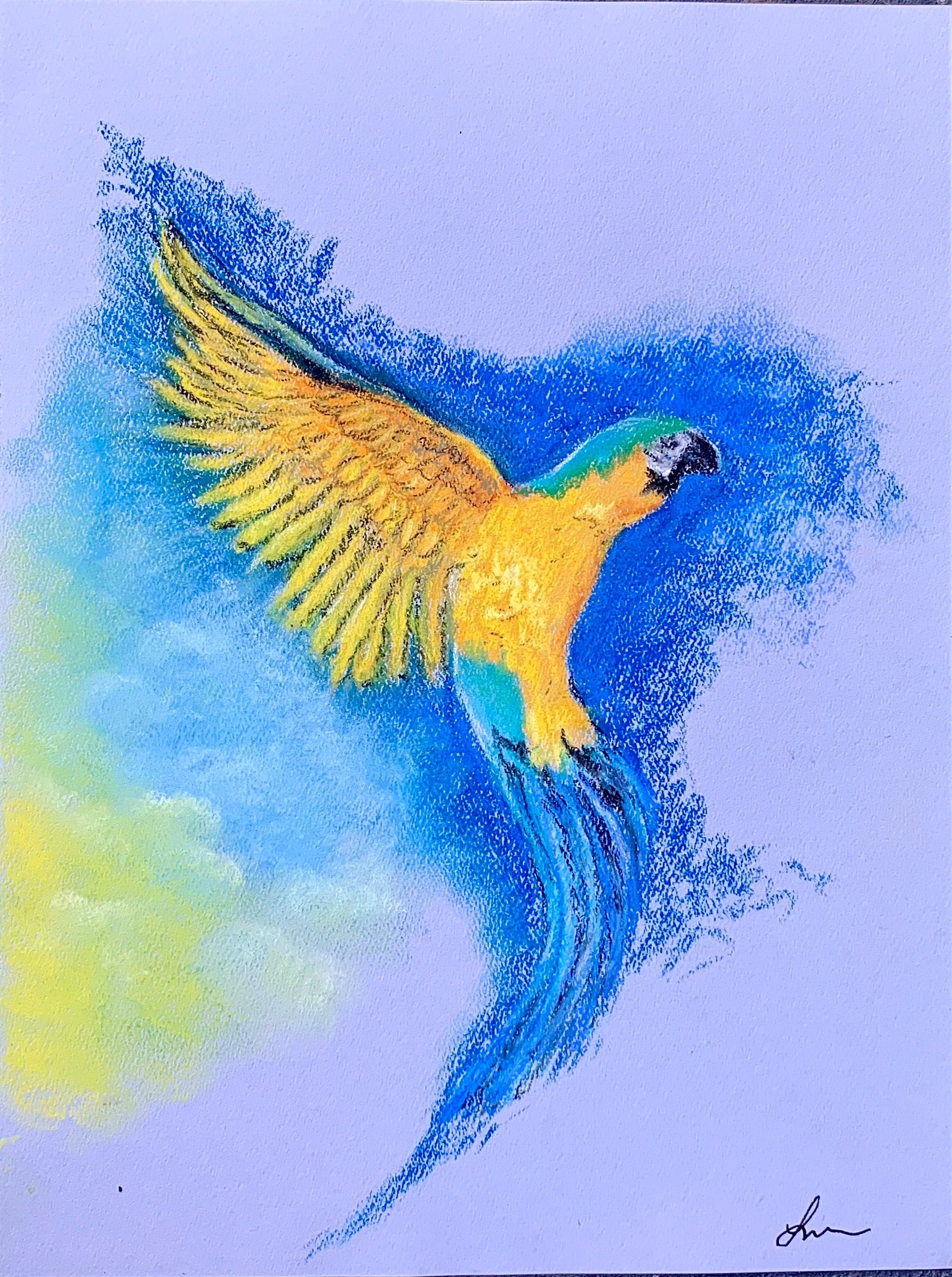 Pastel Art - Parrot - Etsy