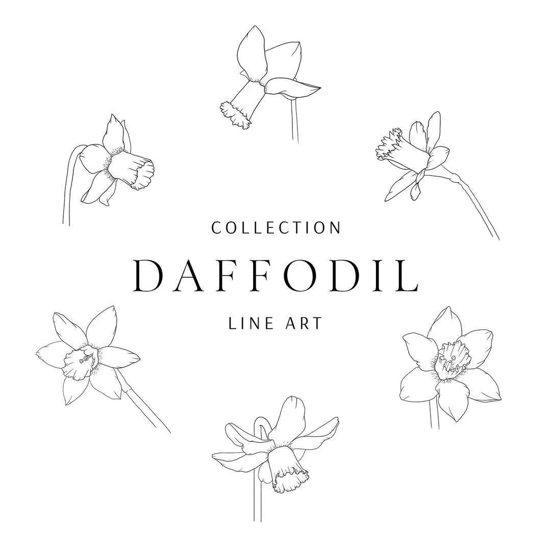 Daffodil Clip Art Set Minimal Abstract Line Art Fine Line - Etsy