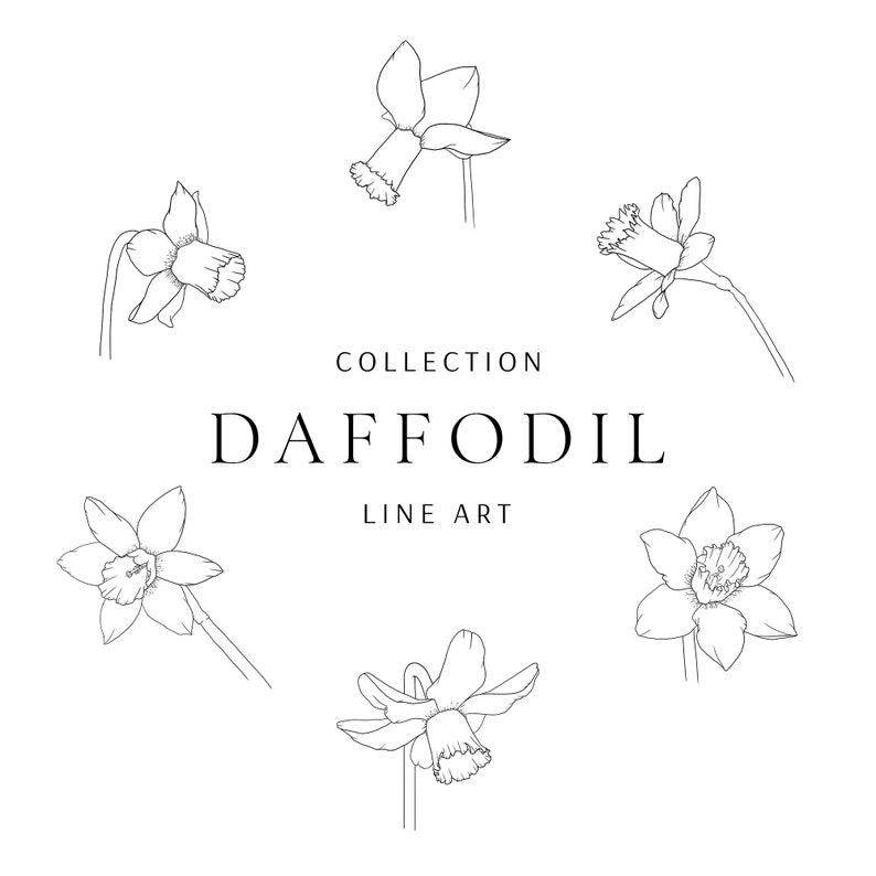 Daffodil Clip Art Set Minimal Abstract Line Art Fine Line - Etsy