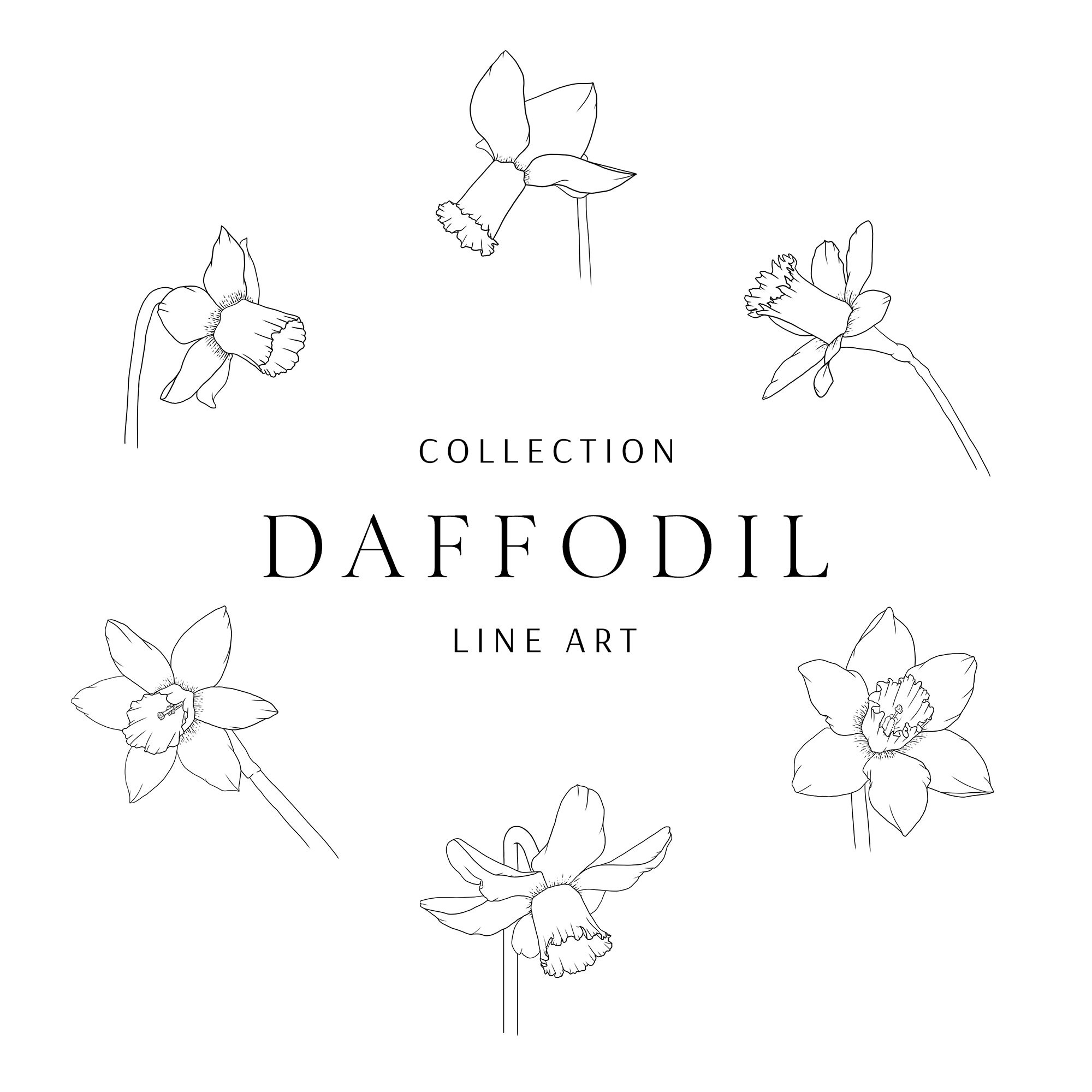 Daffodil Clip Art Set Minimal Abstract Line Art Fine Line - Etsy