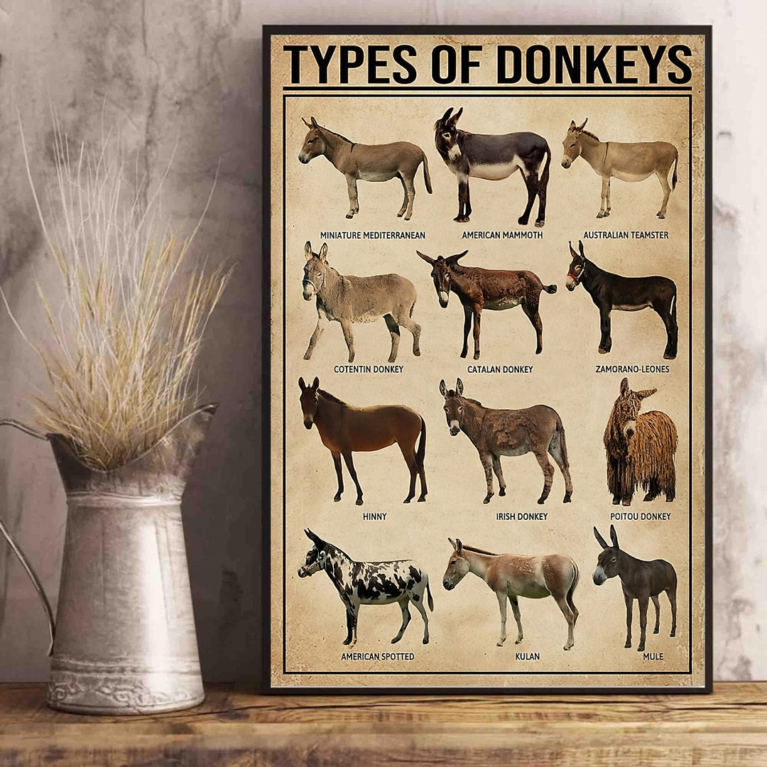 Types of Donkeys Poster, Donkey Poster, Love Donkey Poster, Donkey ...