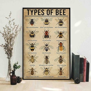 Types of Bee Poster, Bee Knowledge, Bee Poster, Types of Bee Knowledge ...