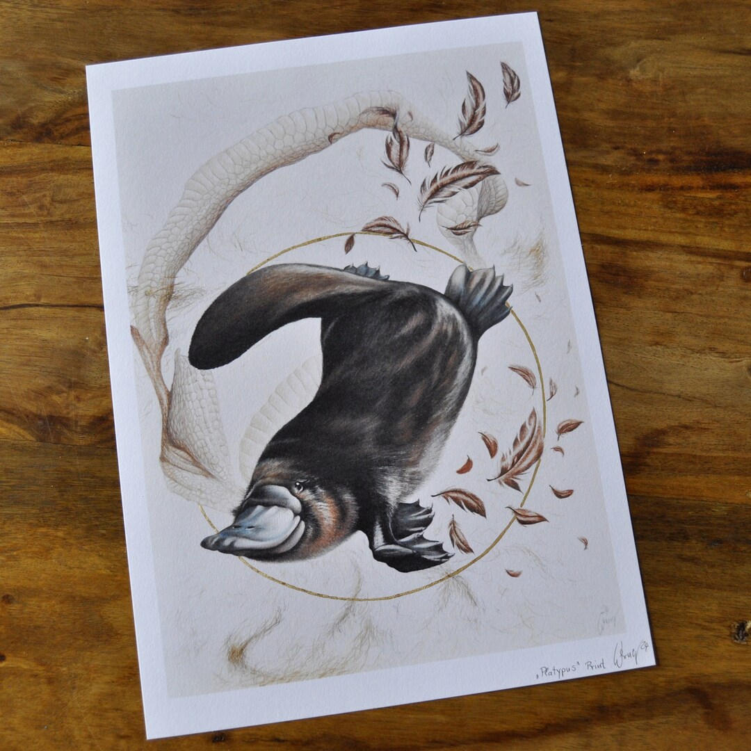 PLATYPUS (print, 21 X 30 Cm) - Etsy