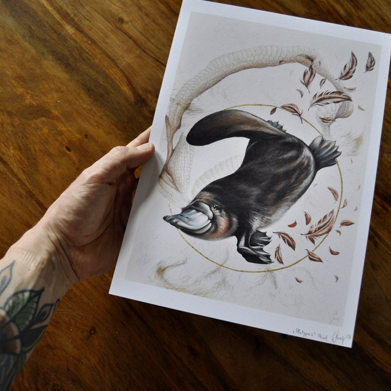 PLATYPUS (print, 21 X 30 Cm) - Etsy