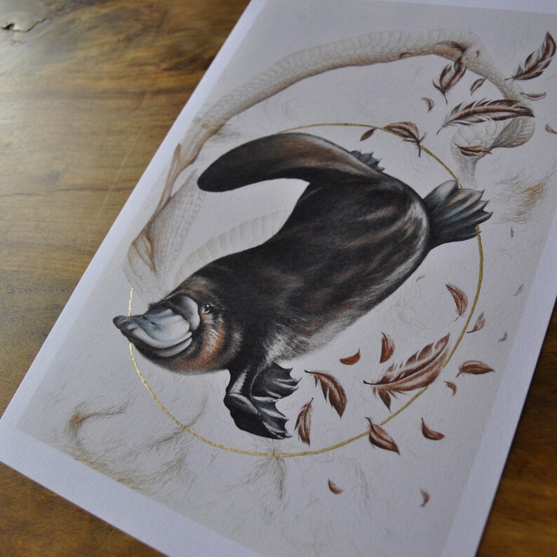 PLATYPUS (print, 21 X 30 Cm) - Etsy