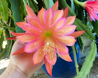 Orchid Cactus | Etsy