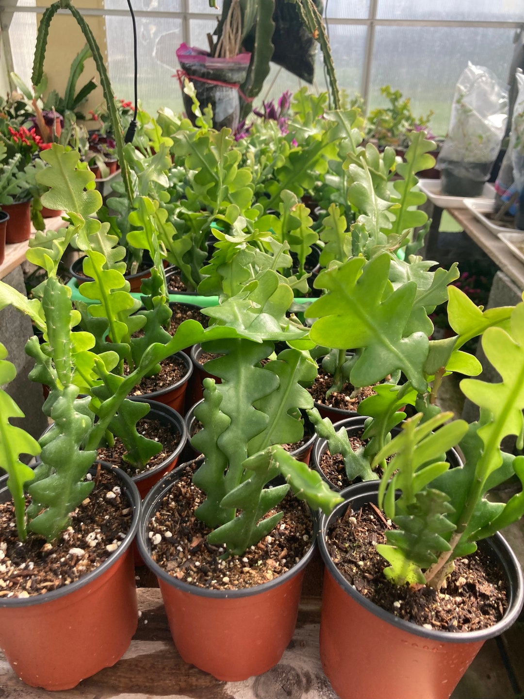 4 Pot Rare Zizac Fishbone Cactus Epiphyllums - Etsy