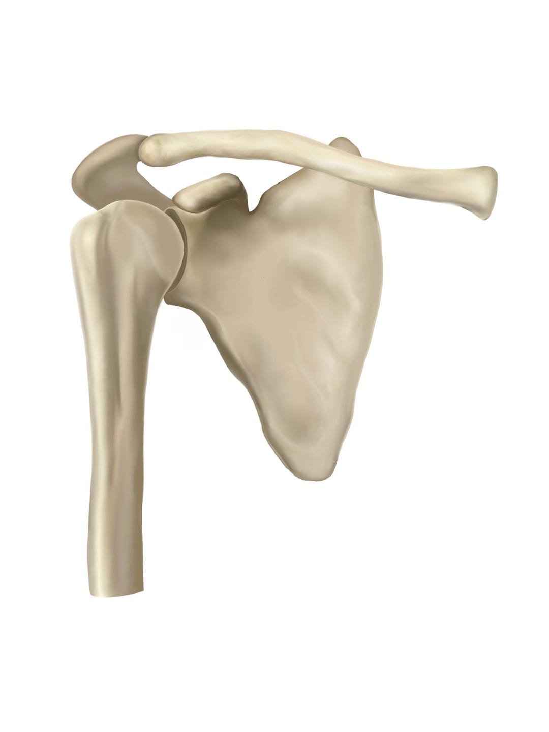Shoulder Girdle Resection Classification Illustrations - Etsy