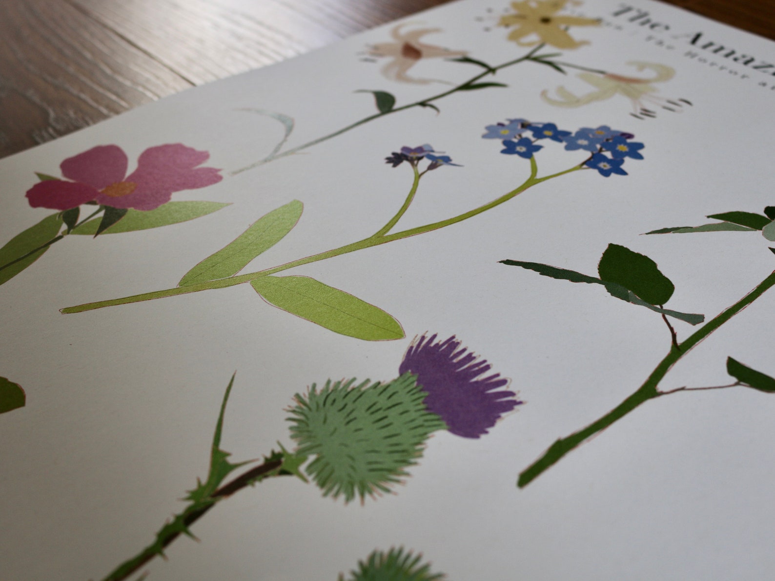 The Amazing Devil A3 Print | Botanical Drawing Joey Batey Madeleine ...