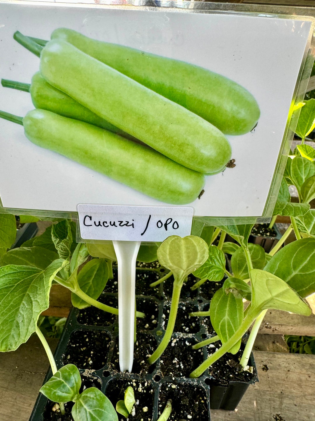 Bottle Gourd, Opo, Indian Gourd, Cucuzzi Squash Starter Live Plants (4 ...
