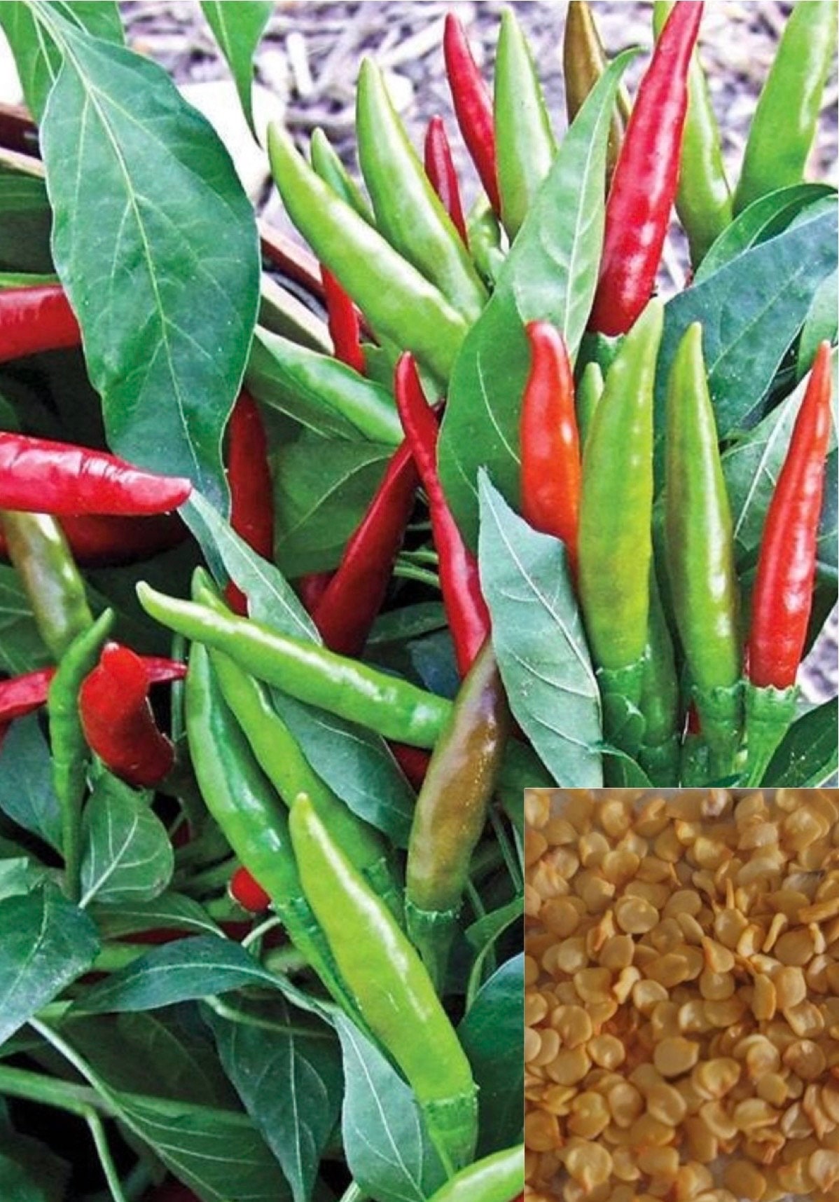 Thai Chili Pepper Seeds 50 Seeds - Etsy