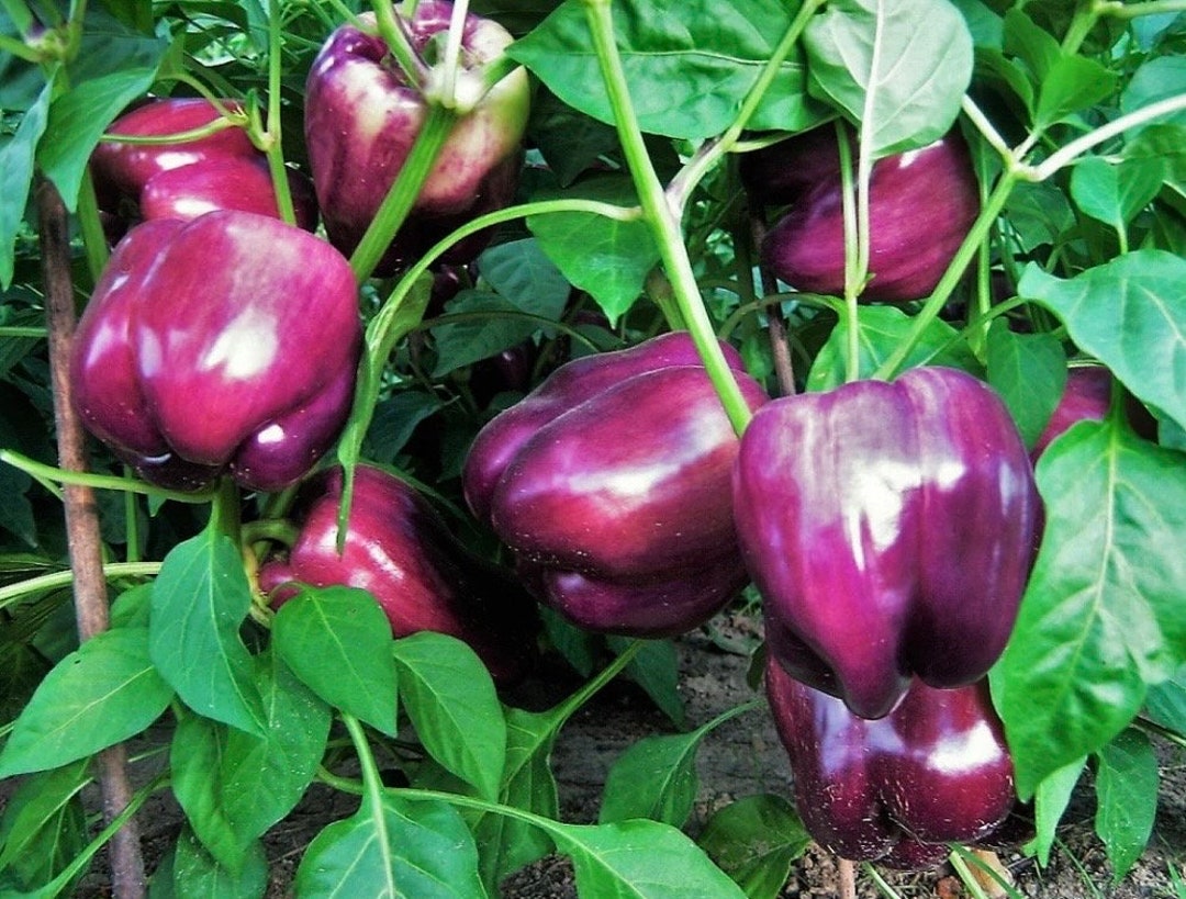 Purple Beauty Bell Peppers Starter Live Plants 4 Seedlings - Etsy