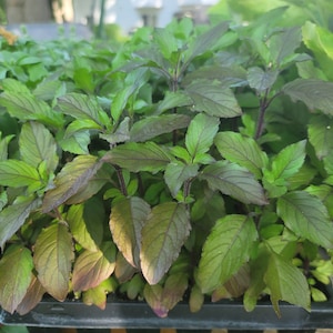 Red Thai Holy Basil Kras Pao Pakapao Herb Live Plants (4 Seedlings) #28 ...