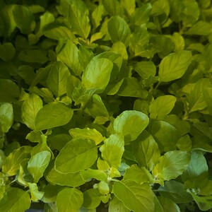 Green Thai Holy Basil Kras Pao Pakapao Herb Live Plants 4 Seedlings - Etsy