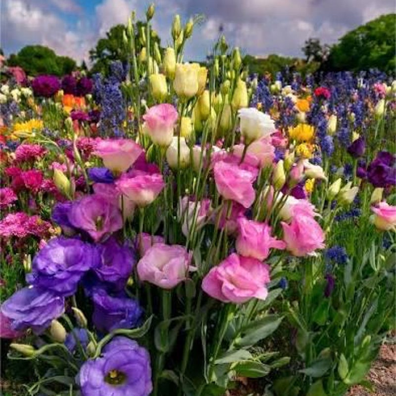 Lisianthus Plants - Etsy