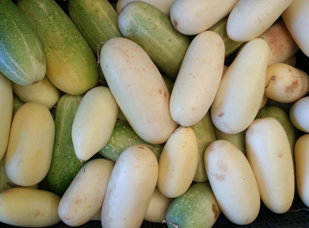 Hmong Cucumber, Dib Hmoob Starter Live Plants (4 Seedlings? - Etsy