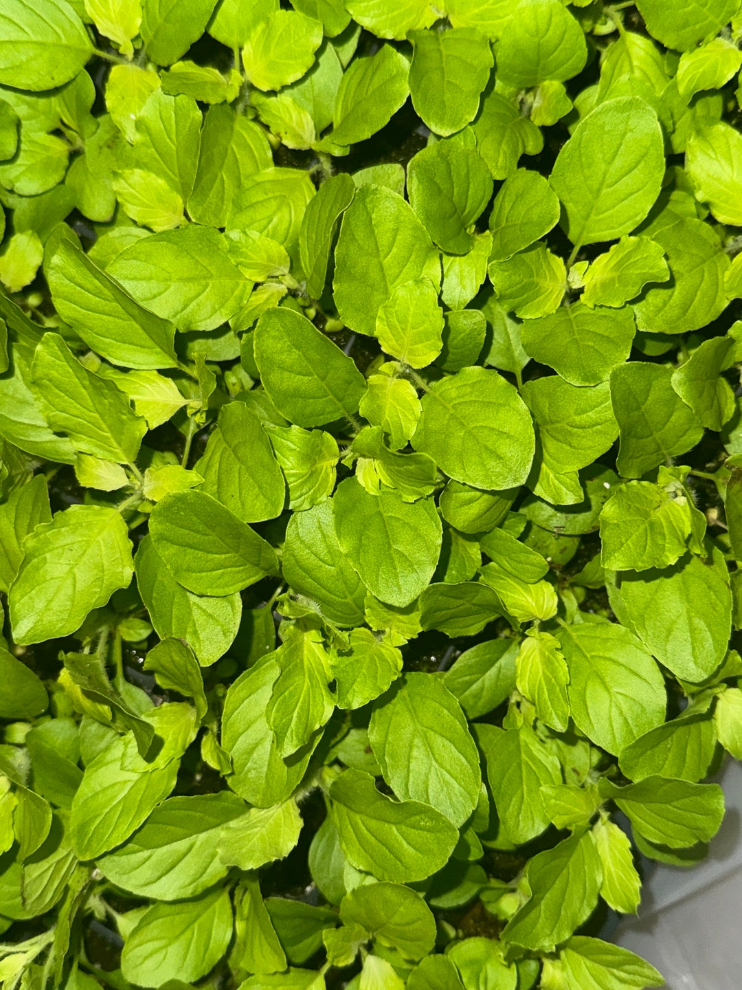 Green Thai Holy Basil Kras Pao Pakapao Herb Live Plants (4 Seedlings ...