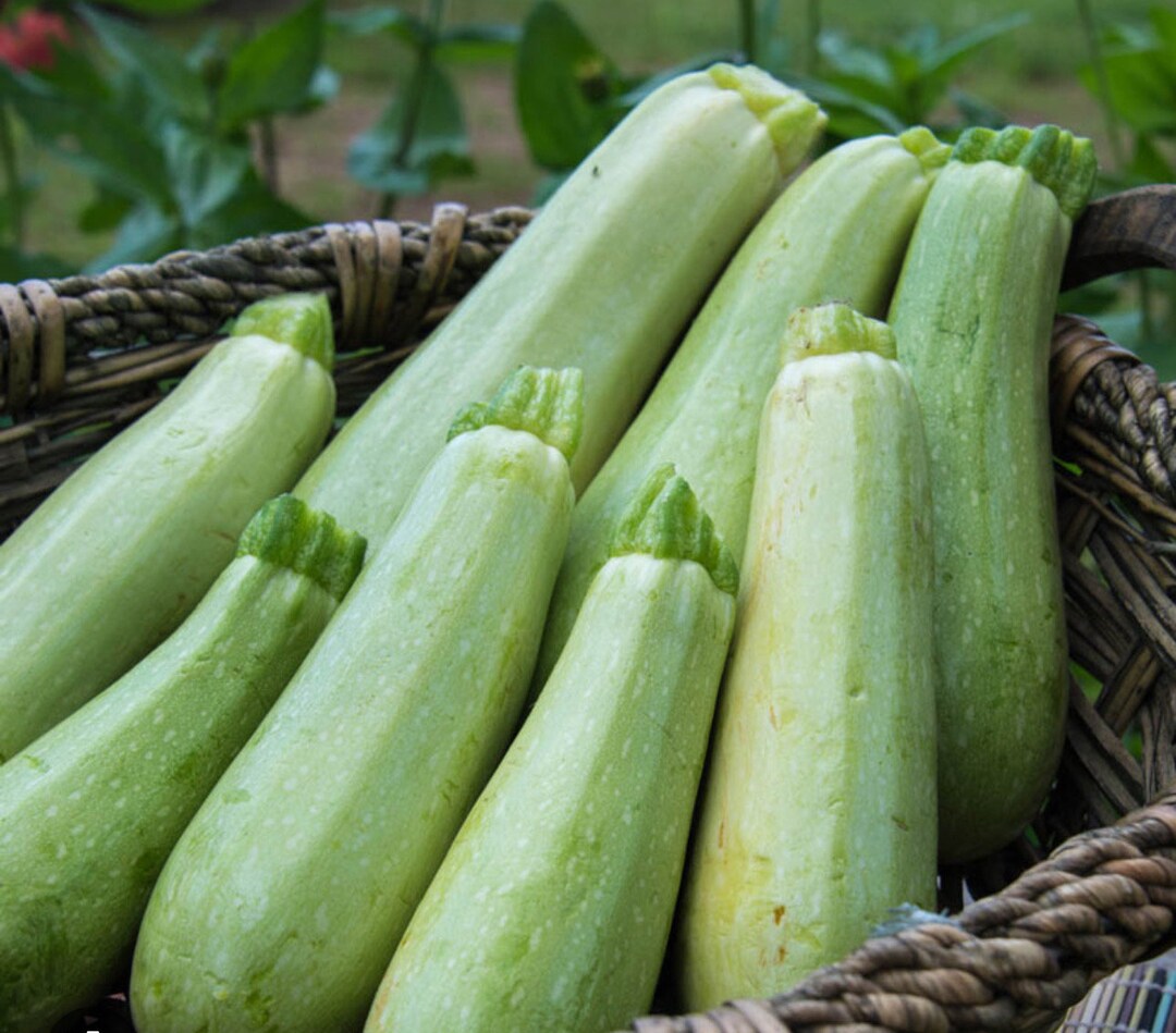 Grey Zucchini Squash Starter Live Plants (4 Seedlings) - Etsy