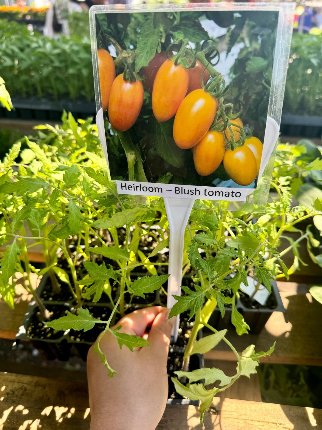 Blush Tomato Starter Live Plants (4 Seedlings) #5 - Etsy