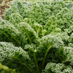 Kale Winterbor Starter Live Plants (6 Seedlings) - Etsy