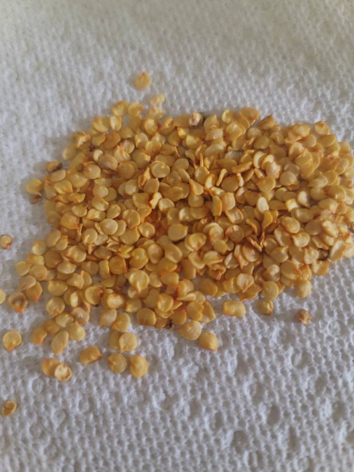 Thai Chili Pepper Seeds 50 seeds | Etsy